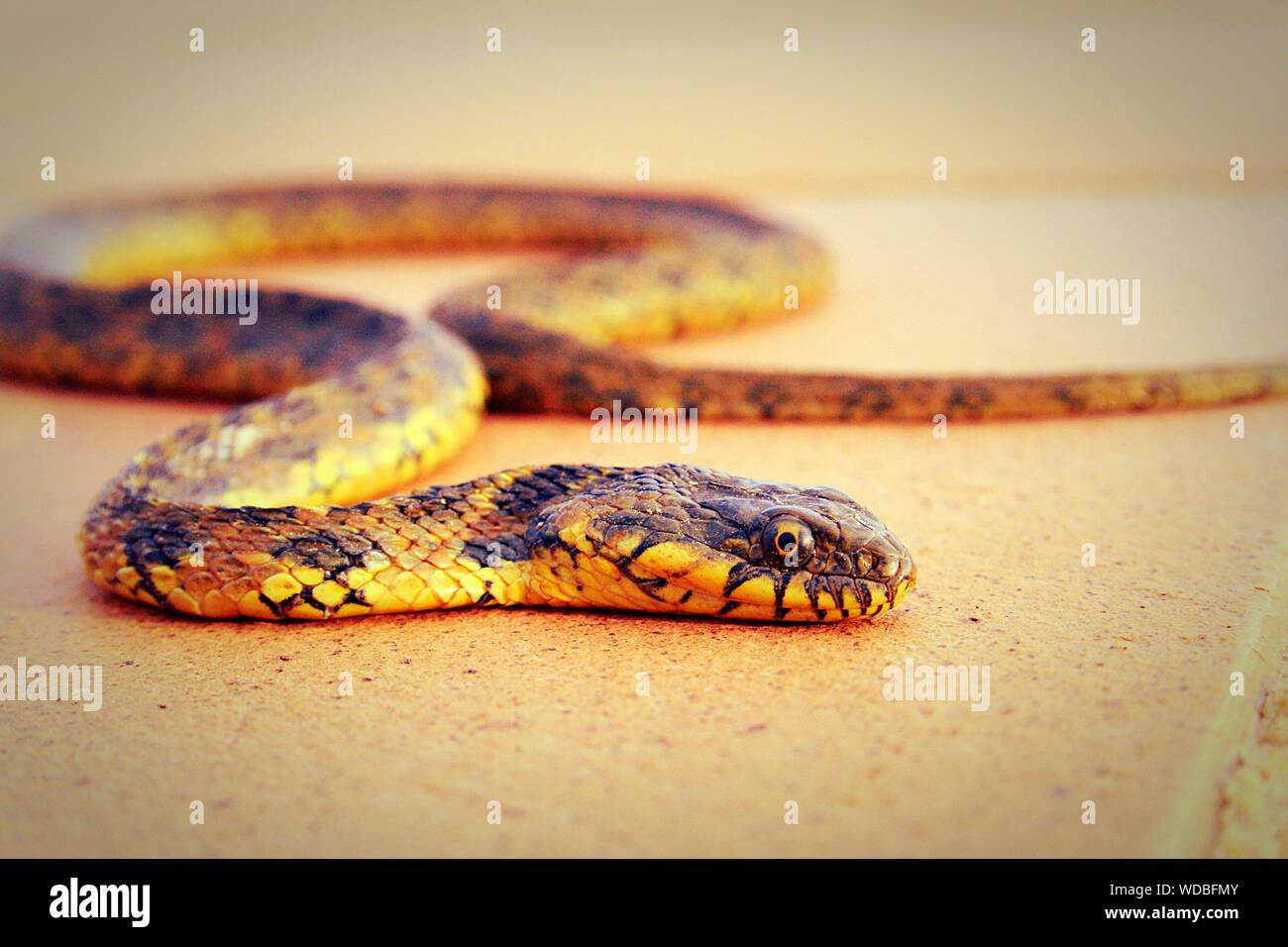 Schlange schlange nahaufnahme -Fotos und -Bildmaterial in hoher ...