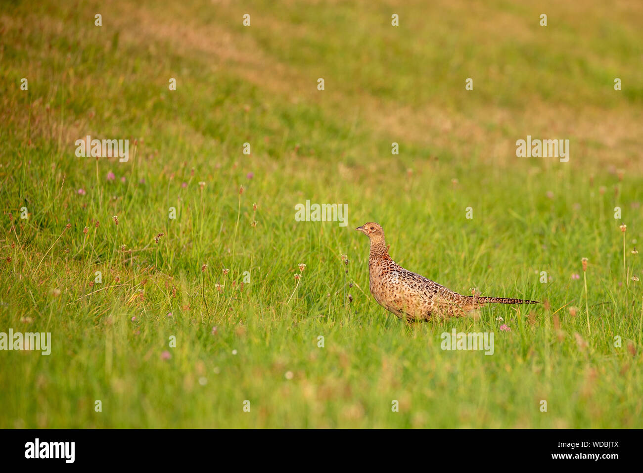 Fasanenhenne phasianus colchicus auf dem deich auf juist -Fotos und ...