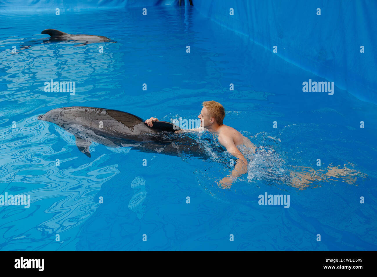 Art Dolphin Stockfotos & Art Dolphin Bilder - Alamy