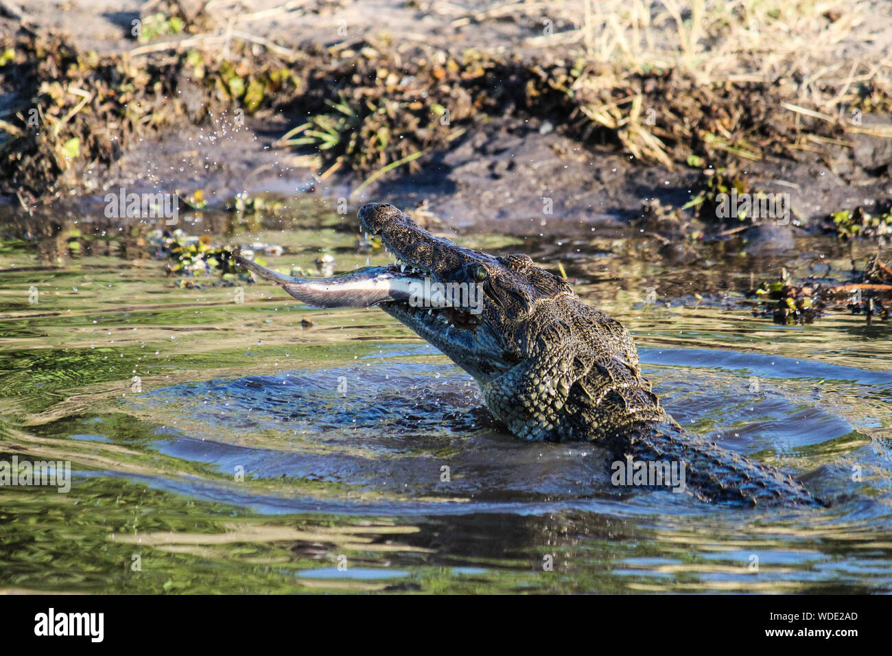 Alligator Essen Stockfotos und -bilder Kaufen - Alamy
