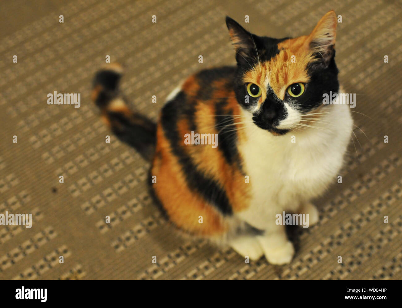 Schildpatt katze -Fotos und -Bildmaterial in hoher Auflösung – Alamy