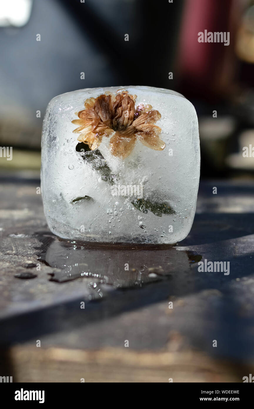 Blume Im Eis Stockfotos und -bilder Kaufen - Alamy