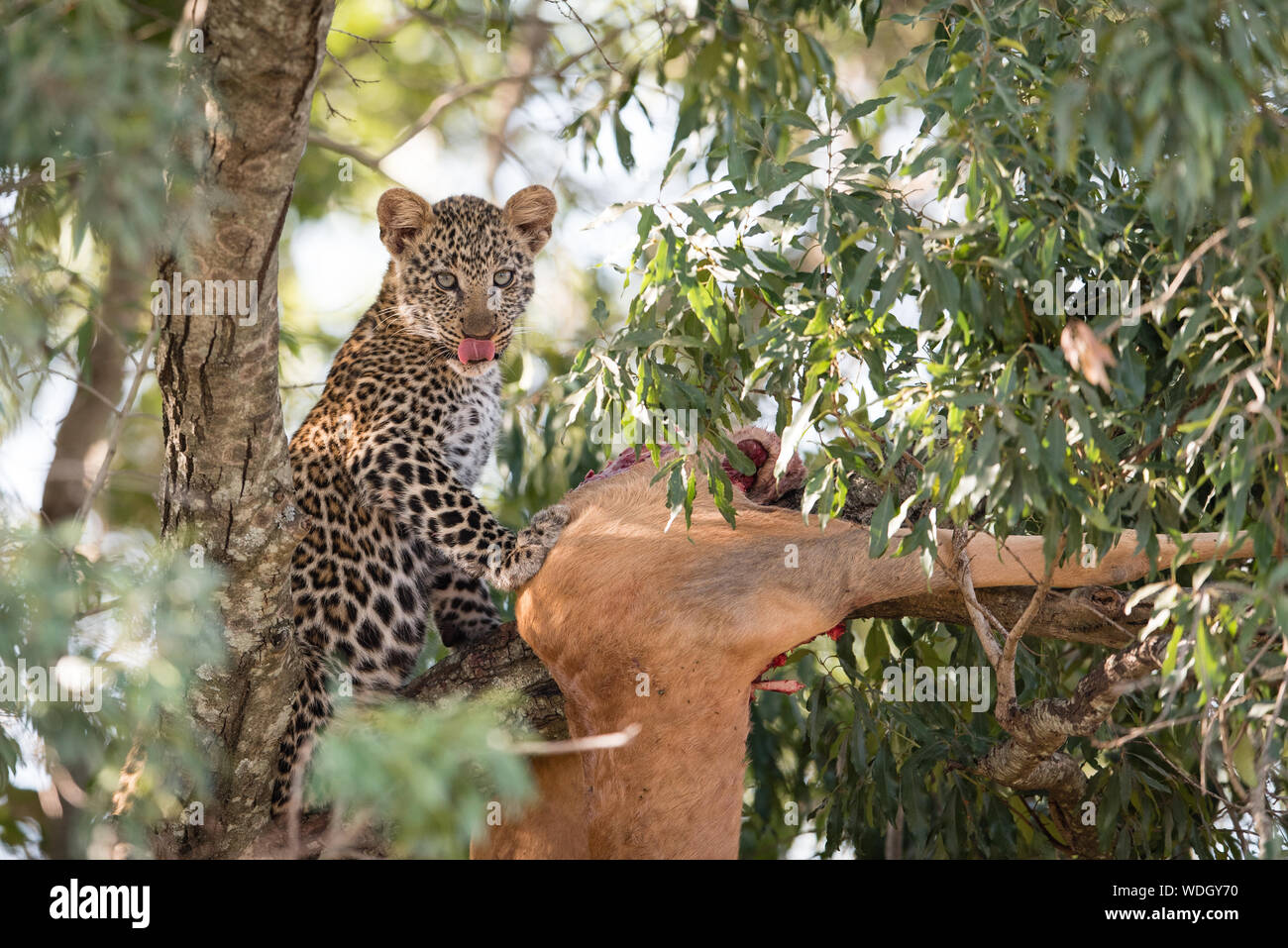 Leopard Beute Im Baum Stockfotos und -bilder Kaufen - Alamy