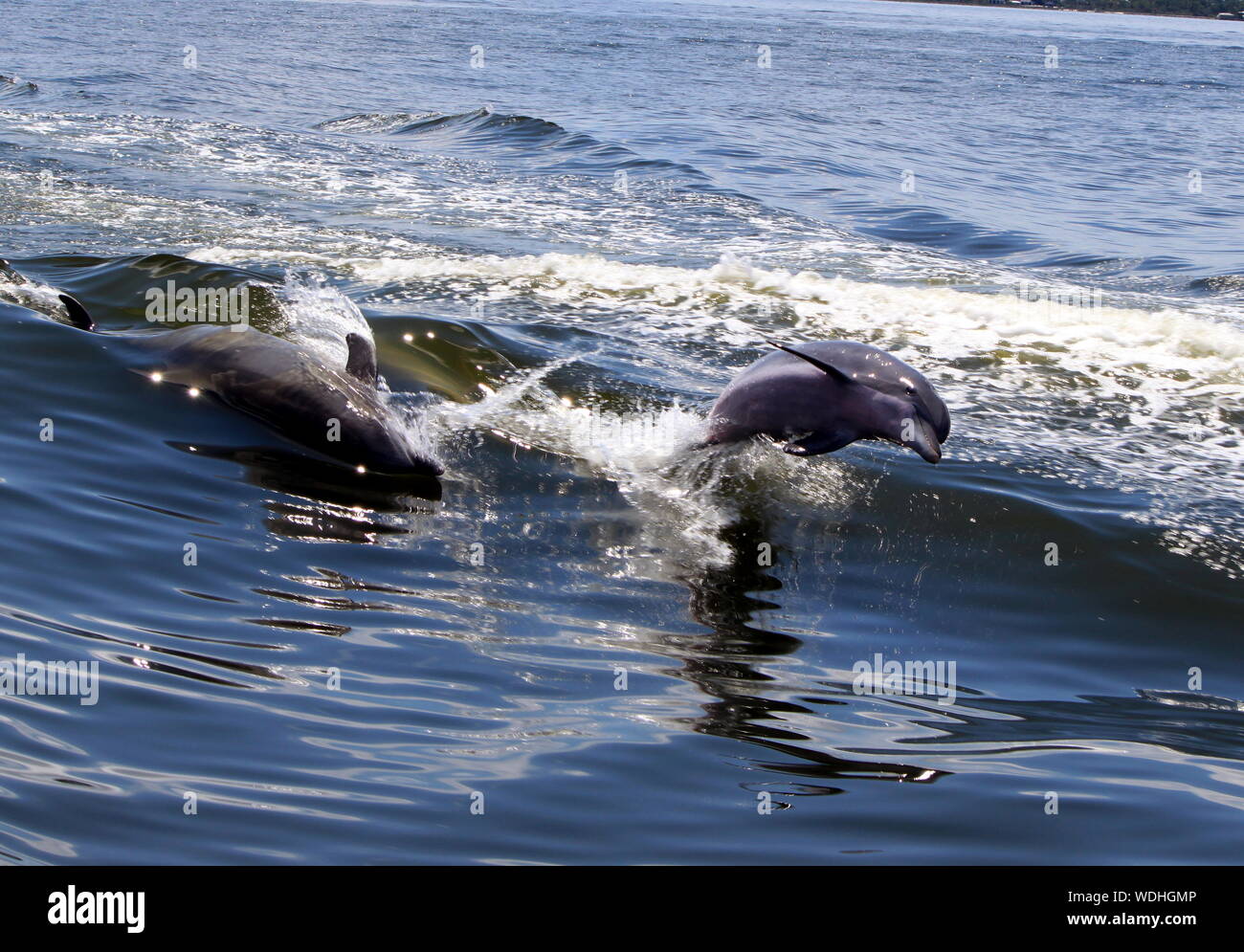 Delphine springendes meer -Fotos und -Bildmaterial in hoher Auflösung ...