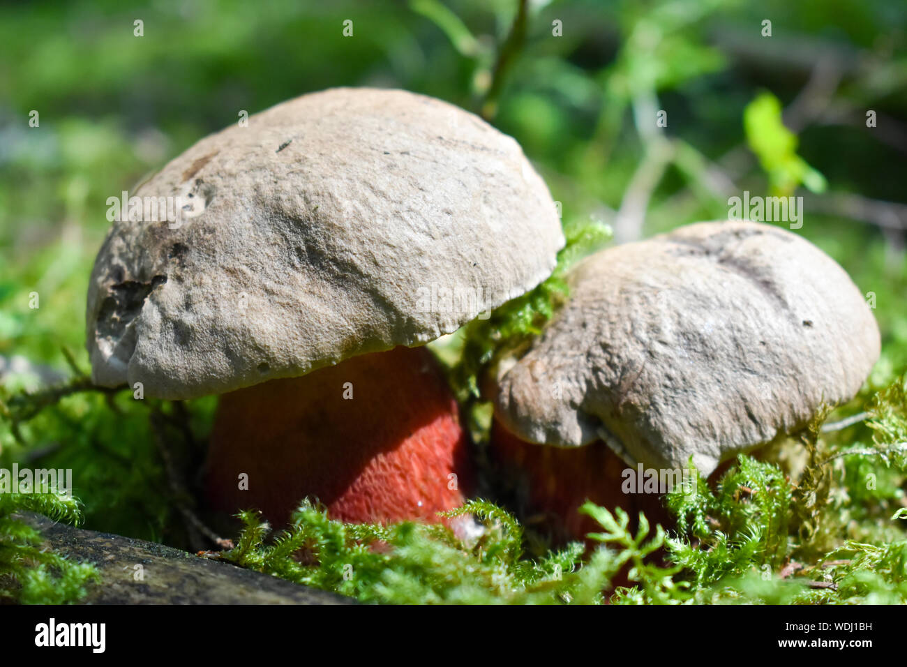 Bolet satan -Fotos und -Bildmaterial in hoher Auflösung – Alamy
