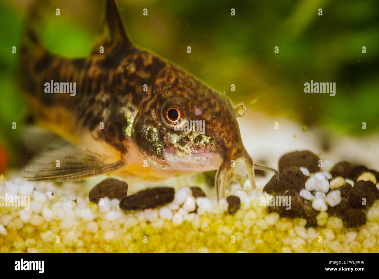Leopard cory -Fotos und -Bildmaterial in hoher Auflösung – Alamy