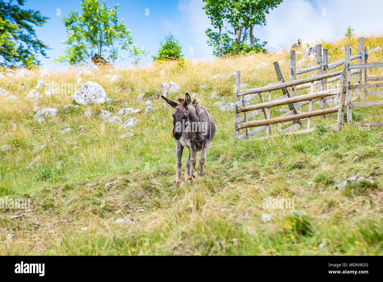 Balkan Esel Stockfotos und -bilder Kaufen - Alamy