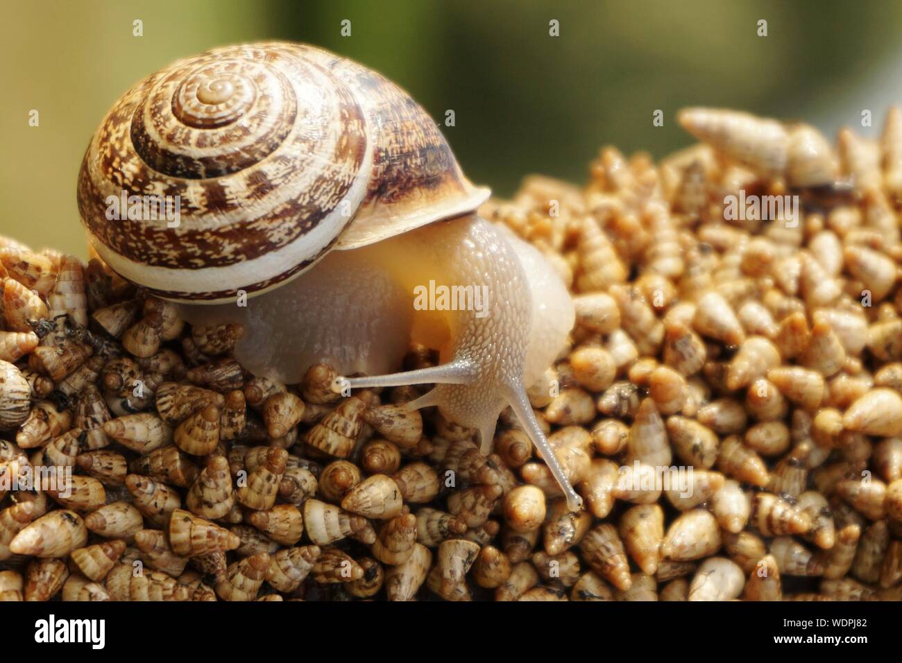 Schneckenhäuser hautnah -Fotos und -Bildmaterial in hoher Auflösung – Alamy