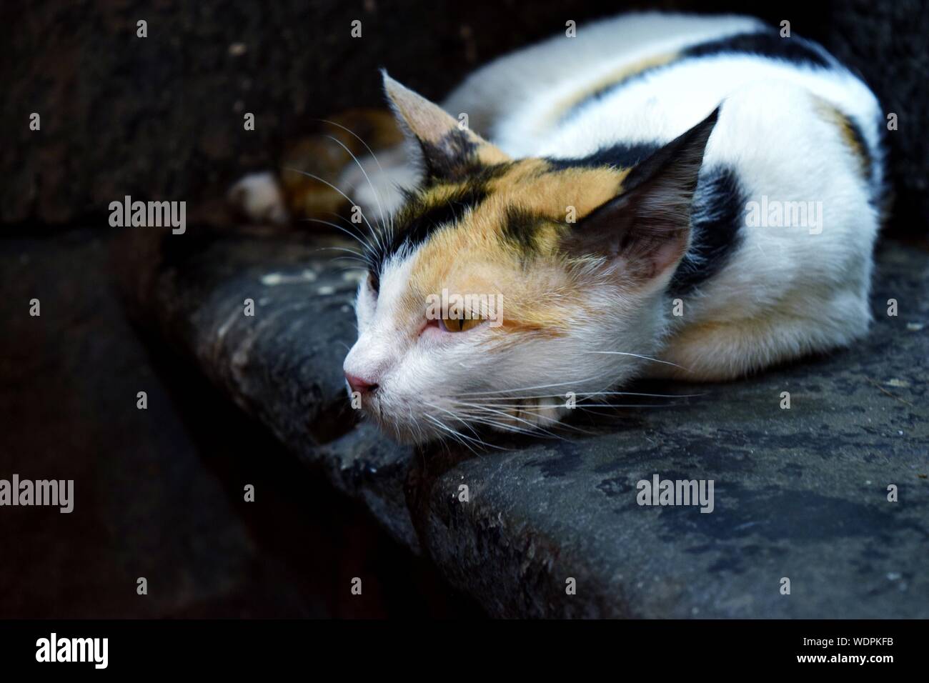 Zur schildpattkatze -Fotos und -Bildmaterial in hoher Auflösung – Alamy