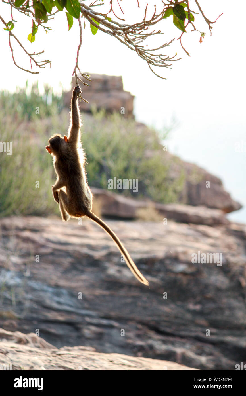 Monkey hanging branch -Fotos und -Bildmaterial in hoher Auflösung – Alamy