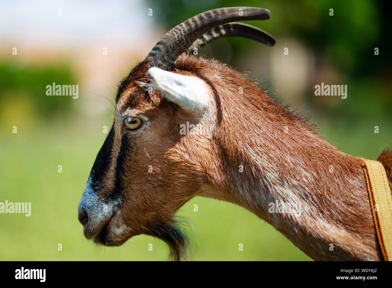Eine ziege im profil -Fotos und -Bildmaterial in hoher Auflösung – Alamy