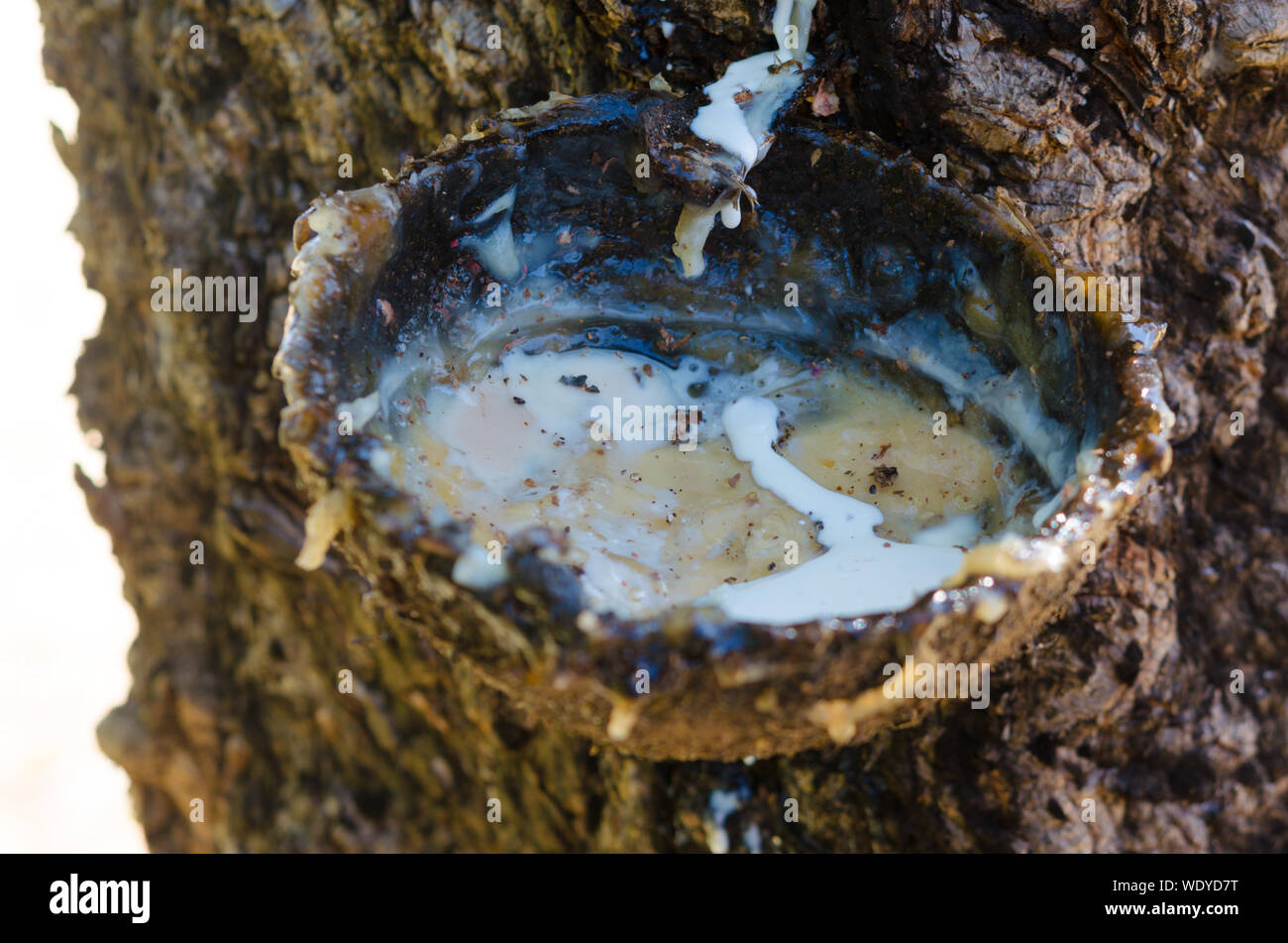 Latex ernte -Fotos und -Bildmaterial in hoher Auflösung – Alamy