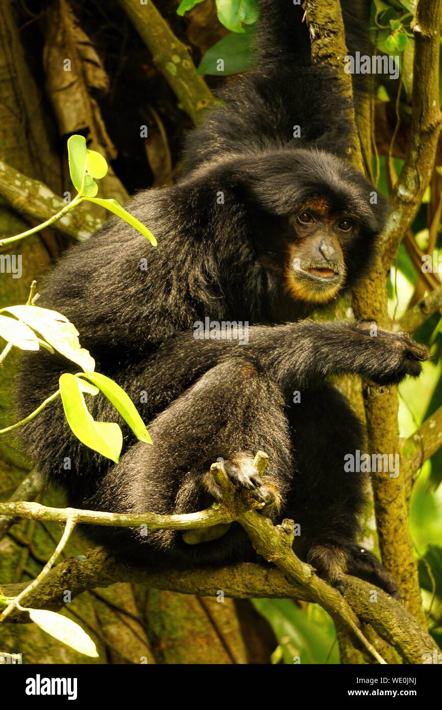 Schwarzer affe -Fotos und -Bildmaterial in hoher Auflösung – Alamy