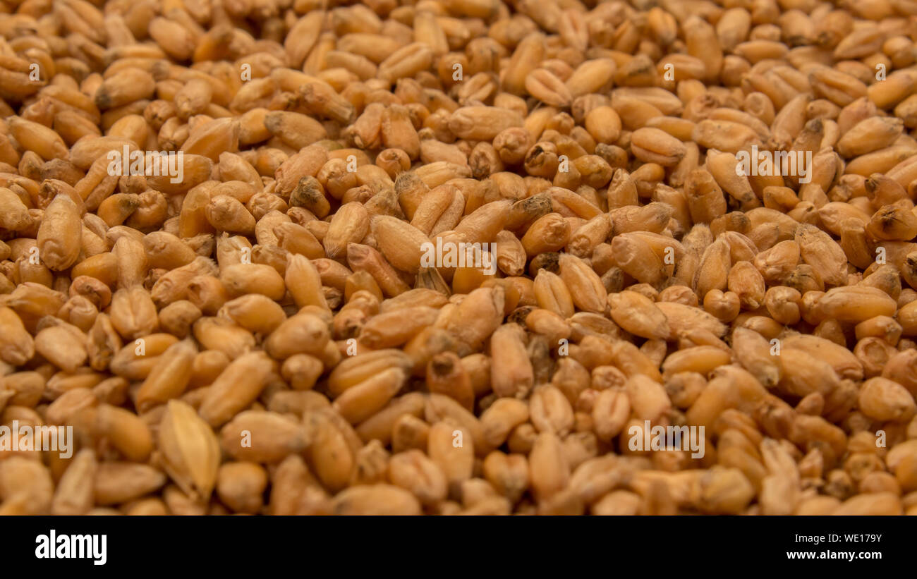 Weizen close-up. Weizen Körner. Korn crop. Die Aussaat oder Ernte von ...