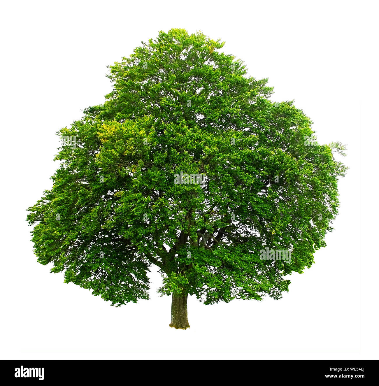 Buche baum -Fotos und -Bildmaterial in hoher Auflösung – Alamy