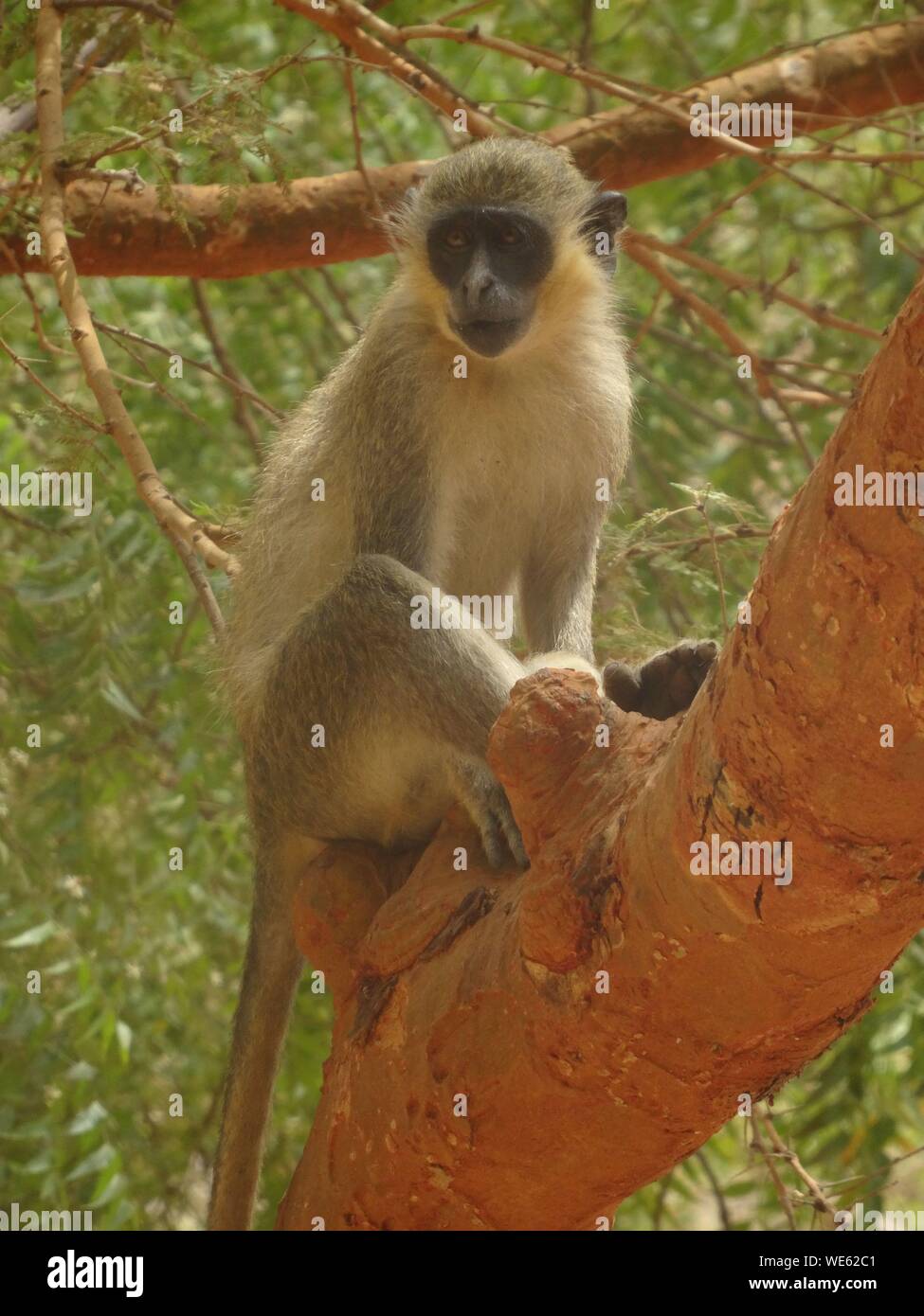 Affe, der auf baumast sitzt -Fotos und -Bildmaterial in hoher Auflösung ...