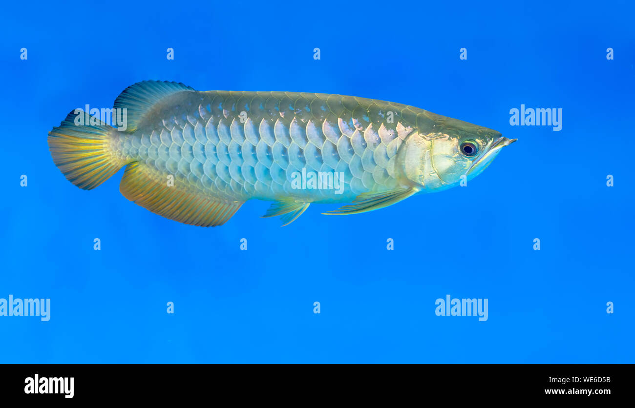 Arowana im Aquarium, dies ist ein beliebter Fisch mit langer Körper ...