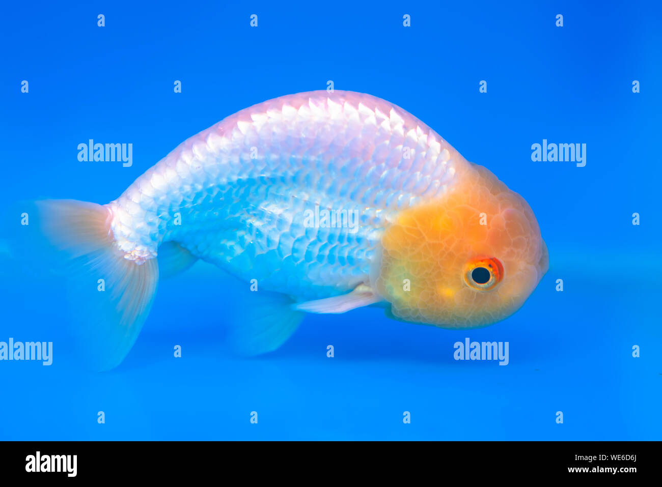 Eine der beliebtesten Haustier Zierfische ist goldfisch oder Carassius ...