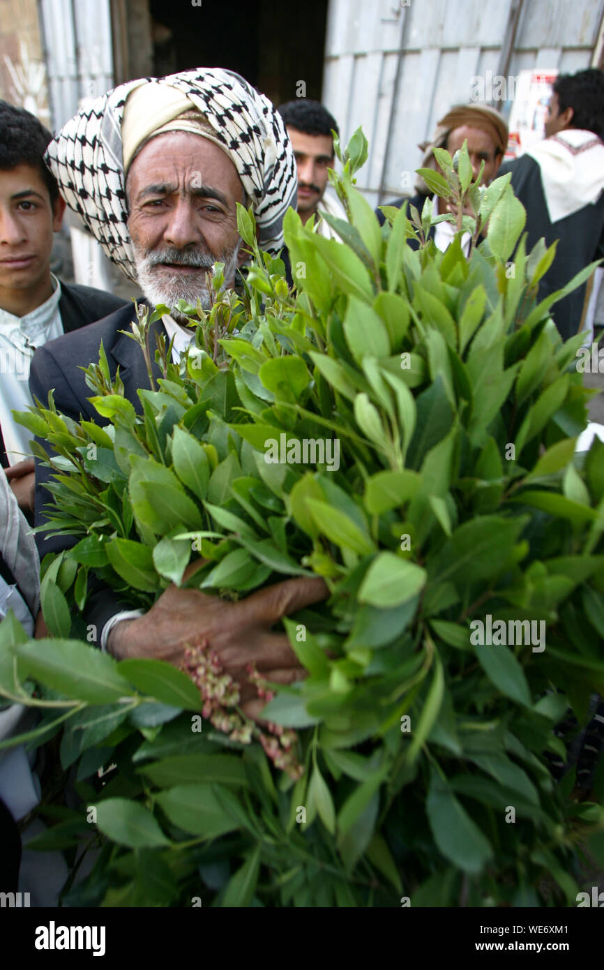 Khat leaves -Fotos und -Bildmaterial in hoher Auflösung – Alamy