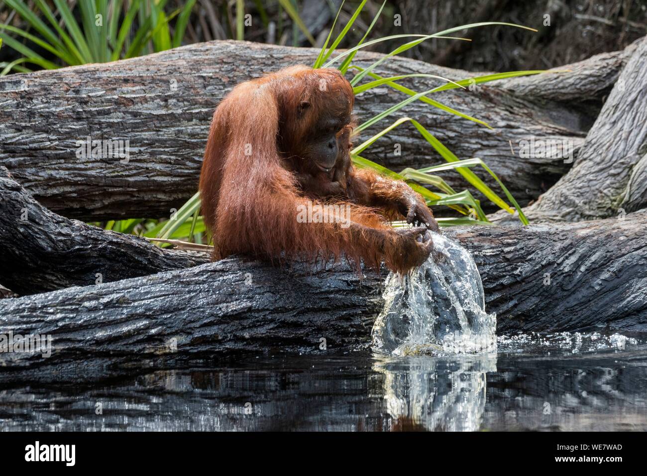 Tiere Wasser Stockfotos und -bilder Kaufen - Alamy