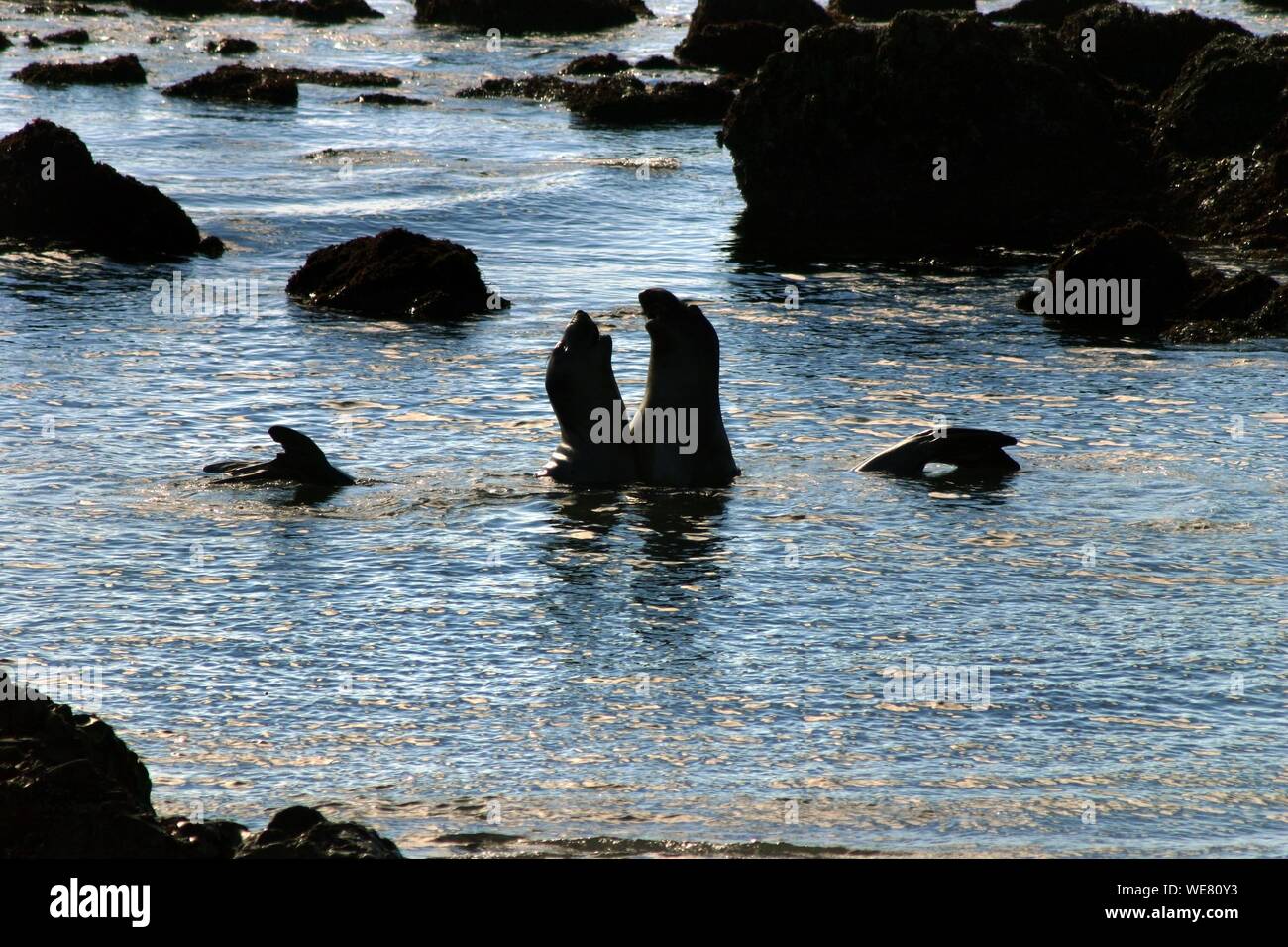 Menschen auf dem meer -Fotos und -Bildmaterial in hoher Auflösung – Alamy