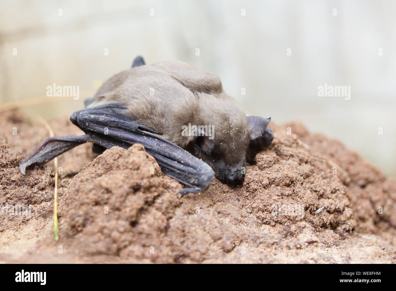 Kleiner asiatischer gelber fledermaus scotophilus kuhlii -Fotos und ...