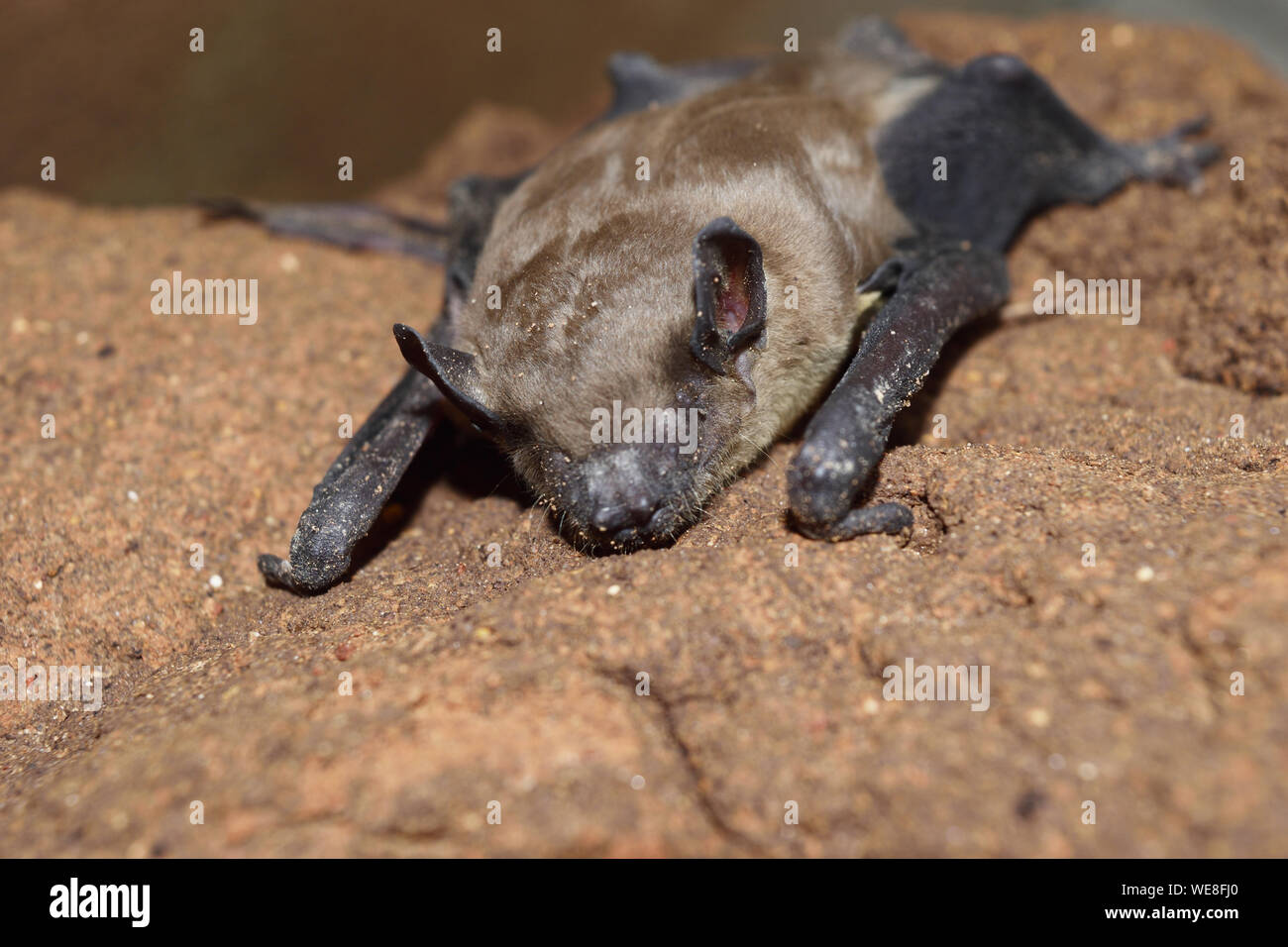 Kleiner asiatischer gelber fledermaus scotophilus kuhlii -Fotos und ...