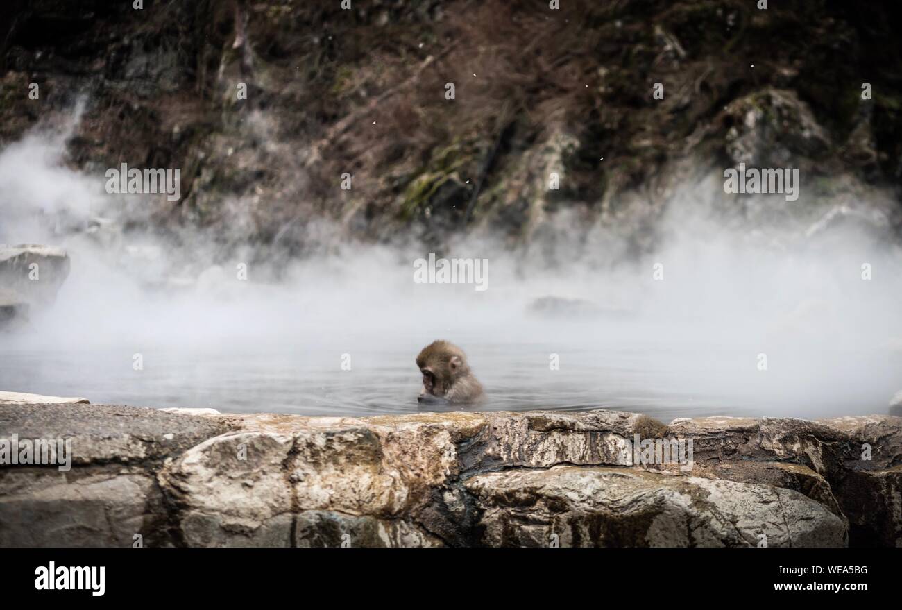 Japanese macaque hot spring -Fotos und -Bildmaterial in hoher Auflösung ...