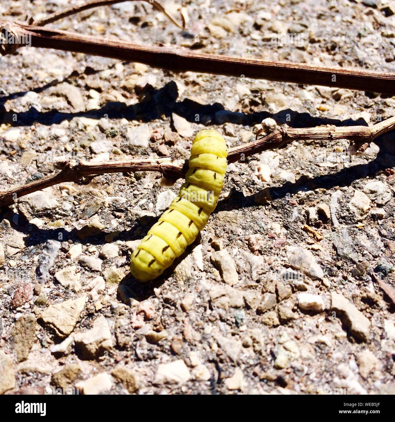 Gelber raupe Stockfotos und -bilder Kaufen - Alamy