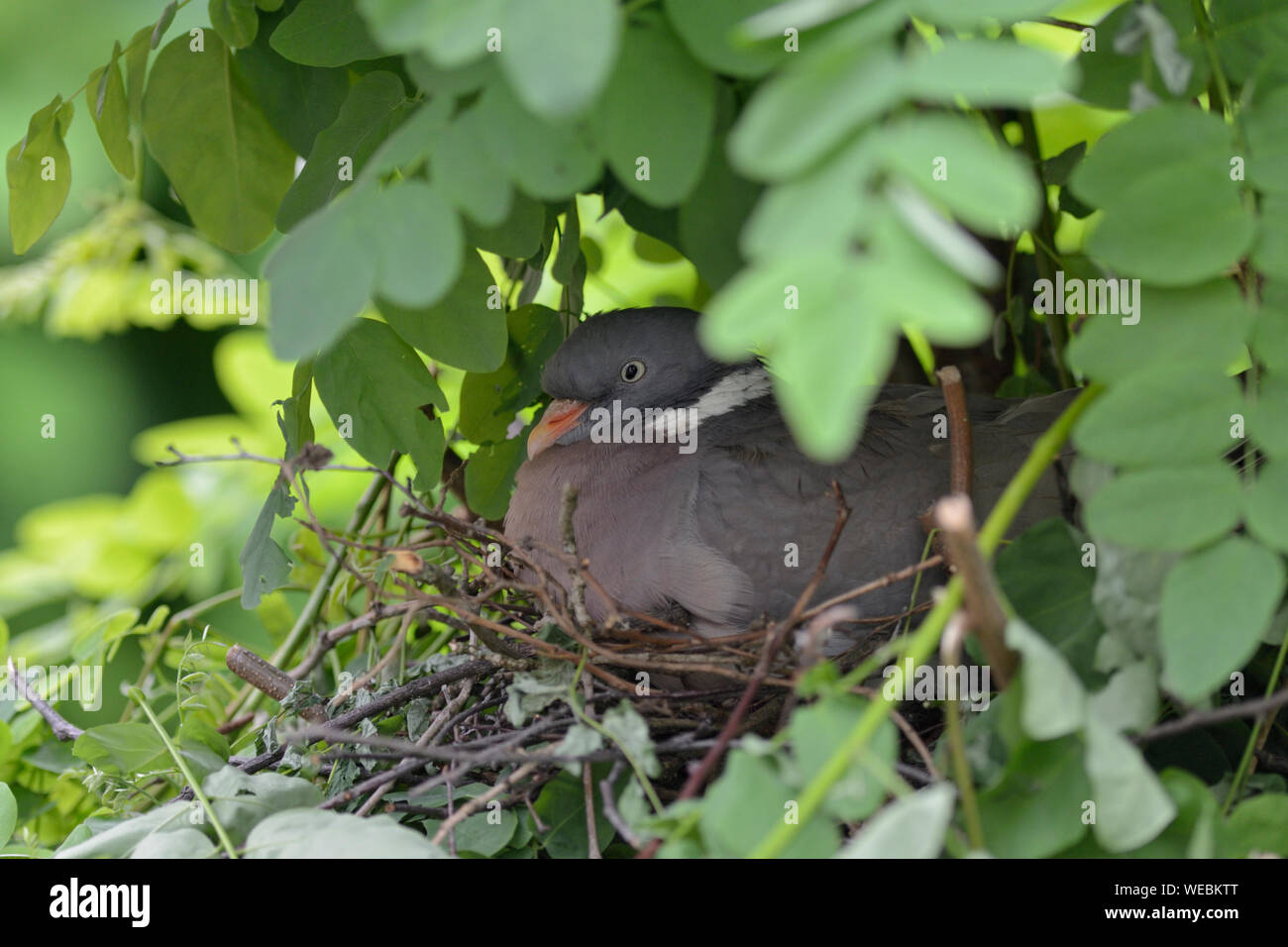 Ringeltaube/Ringeltaube (Columba palumbus) Nist-, Brut- und sitzen auf ...