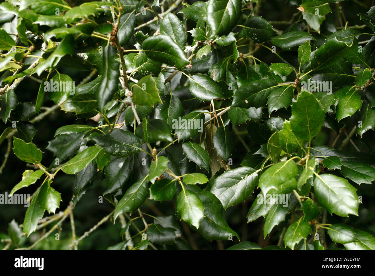 Busch eiche -Fotos und -Bildmaterial in hoher Auflösung – Alamy