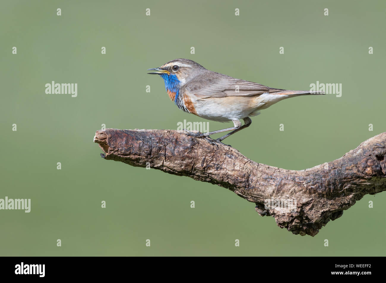 Seltene Wilde Tiere Stockfotos und -bilder Kaufen - Alamy