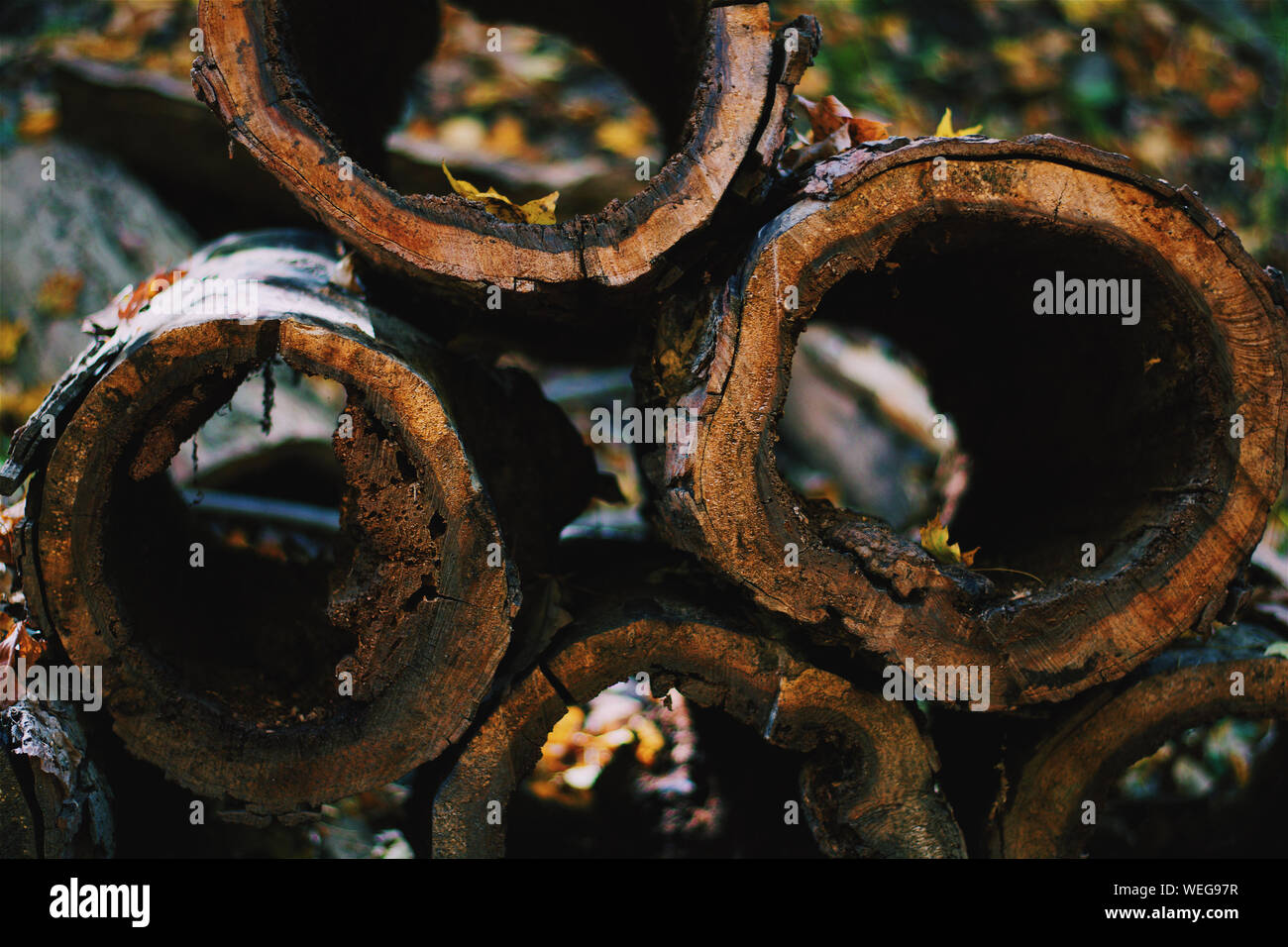 Holz hohl -Fotos und -Bildmaterial in hoher Auflösung – Alamy