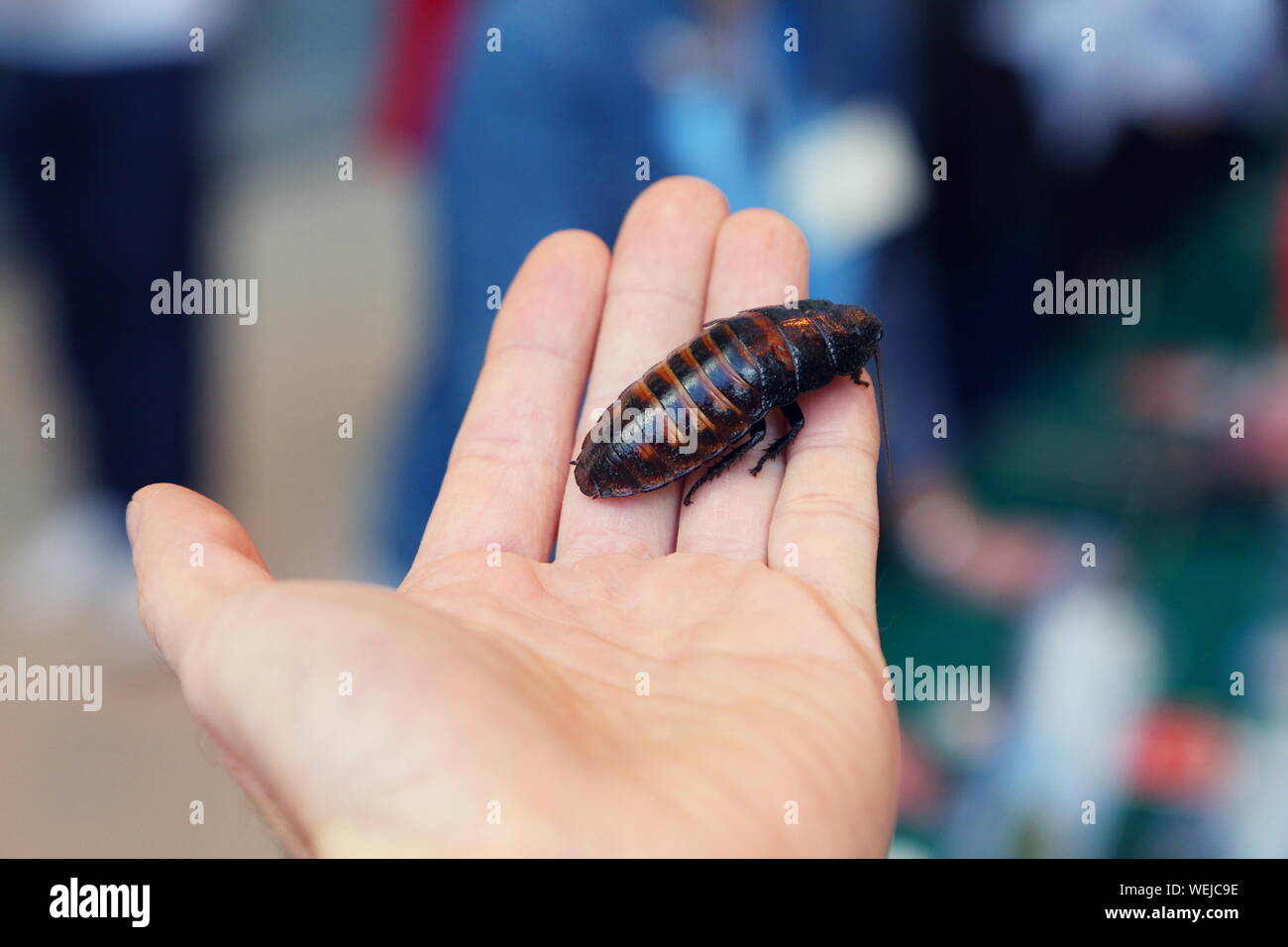 Menschliche kakerlake -Fotos und -Bildmaterial in hoher Auflösung – Alamy