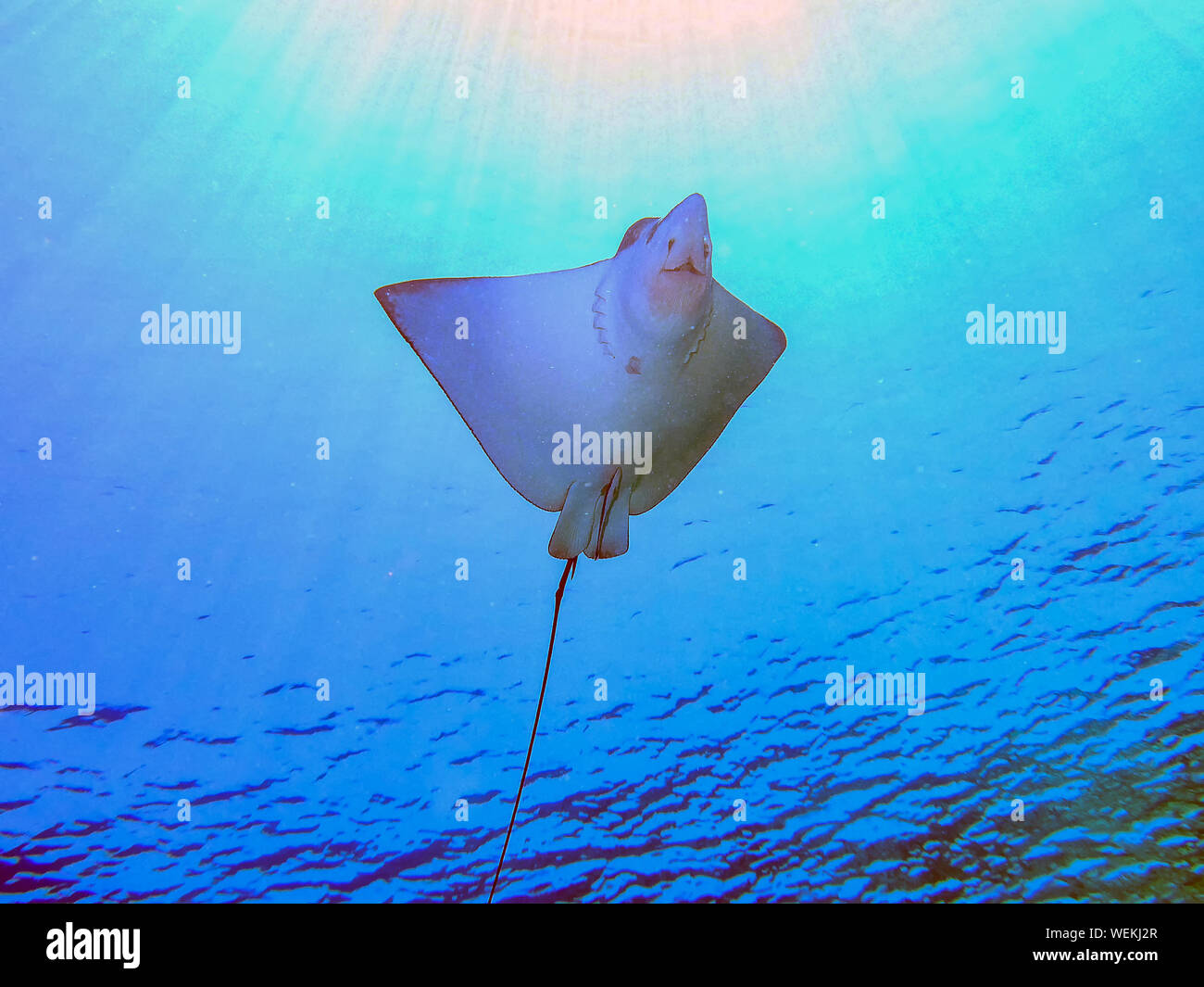 Weiß gefleckte adlerrochen -Fotos und -Bildmaterial in hoher Auflösung ...