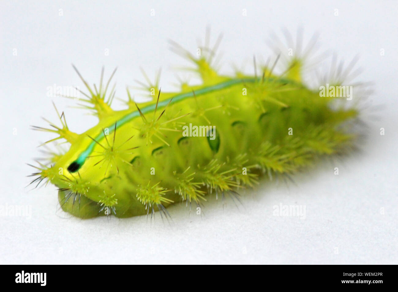 Raupe auf weißem hintergrund -Fotos und -Bildmaterial in hoher ...