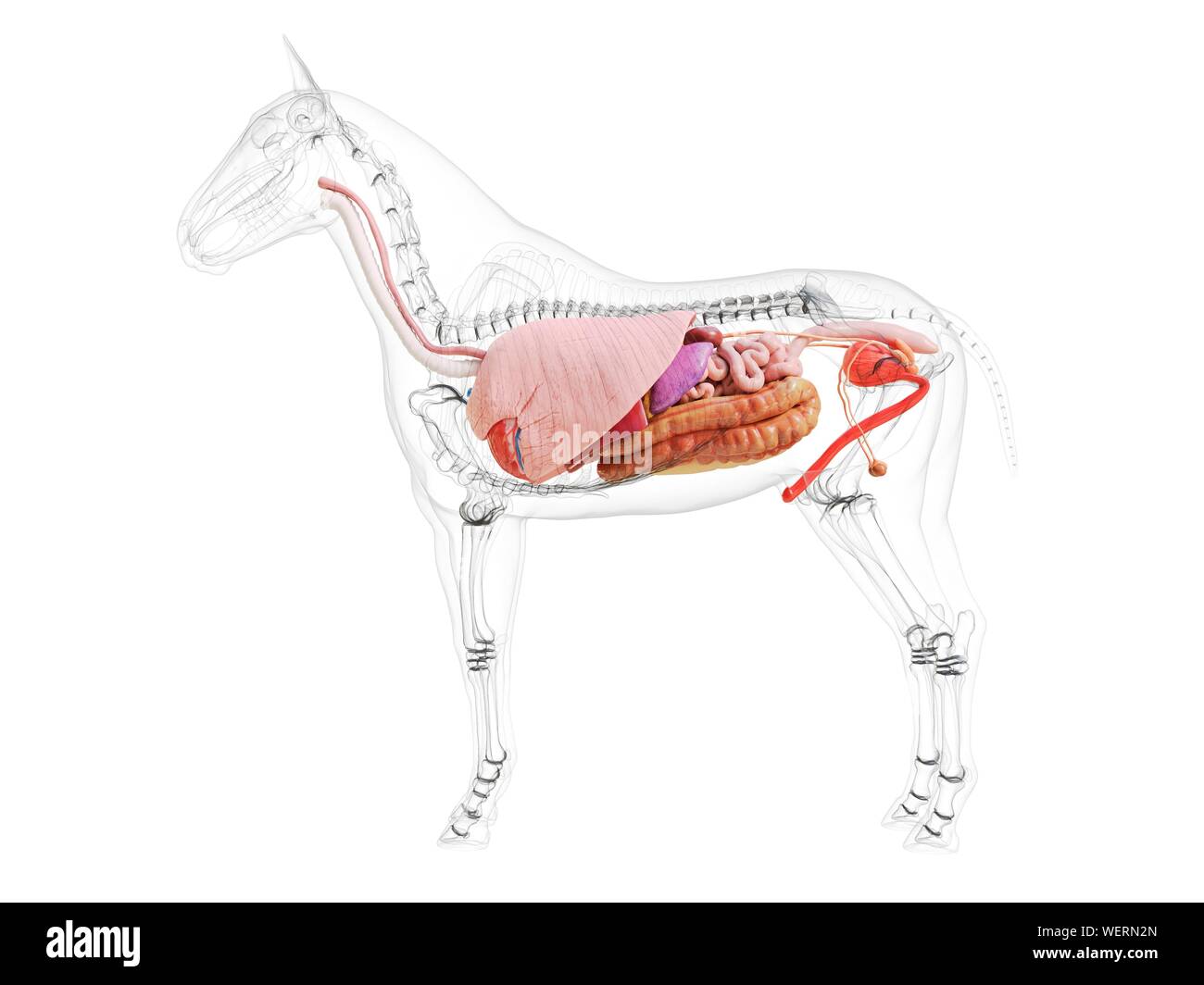 Pferd Anatomie, Abbildung Stockfotografie - Alamy