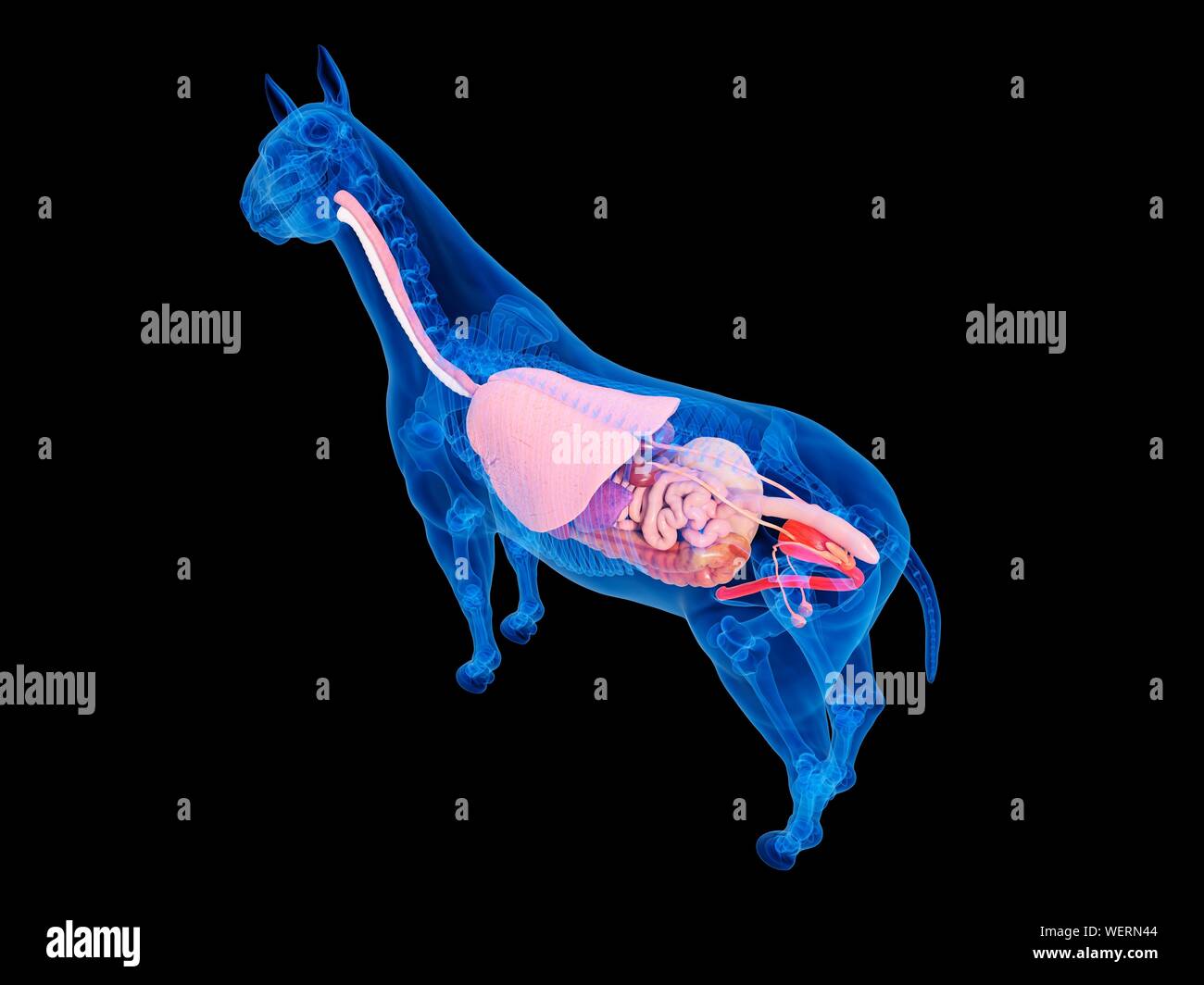 Pferd Anatomie, Abbildung Stockfotografie - Alamy