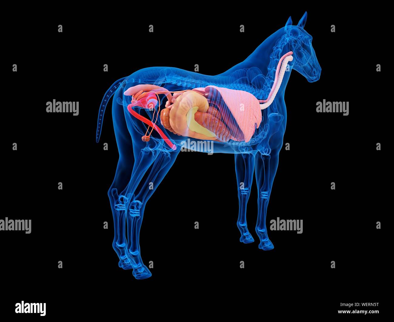 Pferd anatomie -Fotos und -Bildmaterial in hoher Auflösung – Alamy