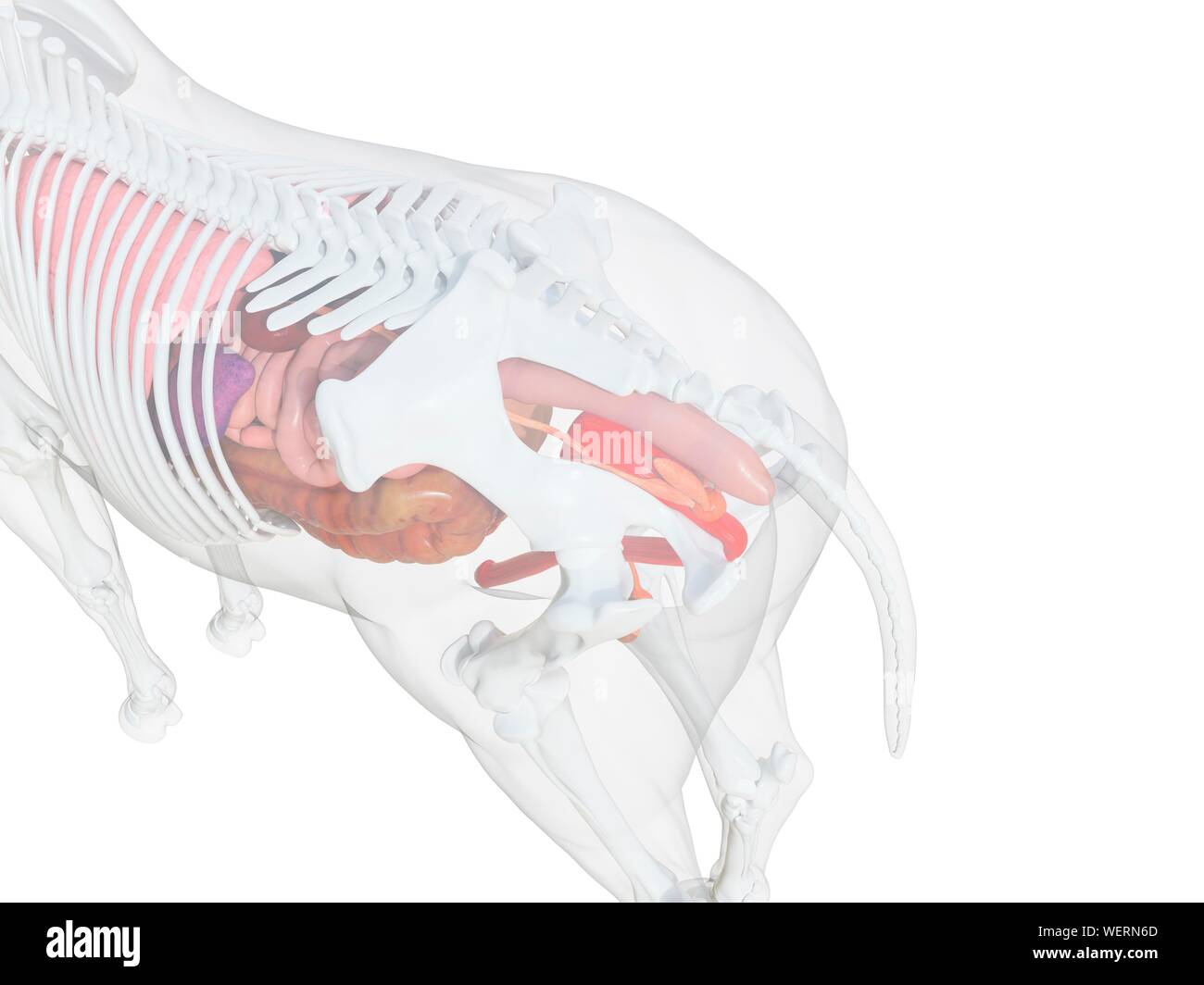 Pferdeanatomie organe -Fotos und -Bildmaterial in hoher Auflösung – Alamy