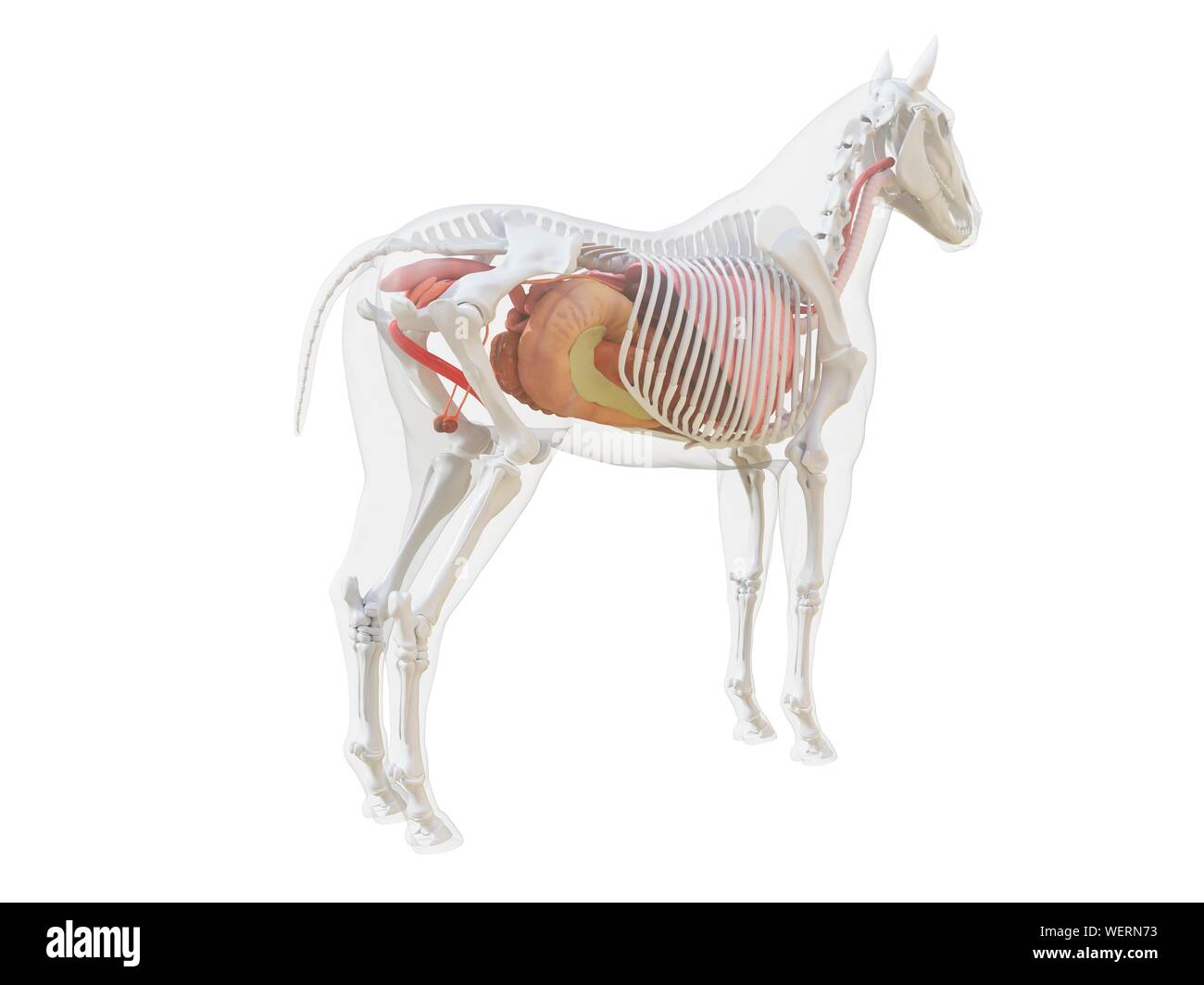 Pferd anatomie darm Ausgeschnittene Stockfotos und -bilder - Alamy