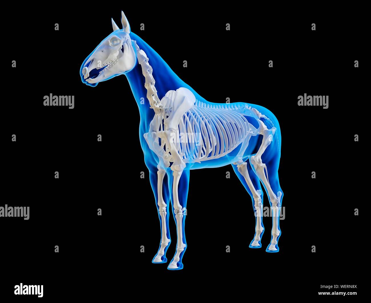 Pferd Anatomie Skelett Stockfotos und -bilder Kaufen - Alamy