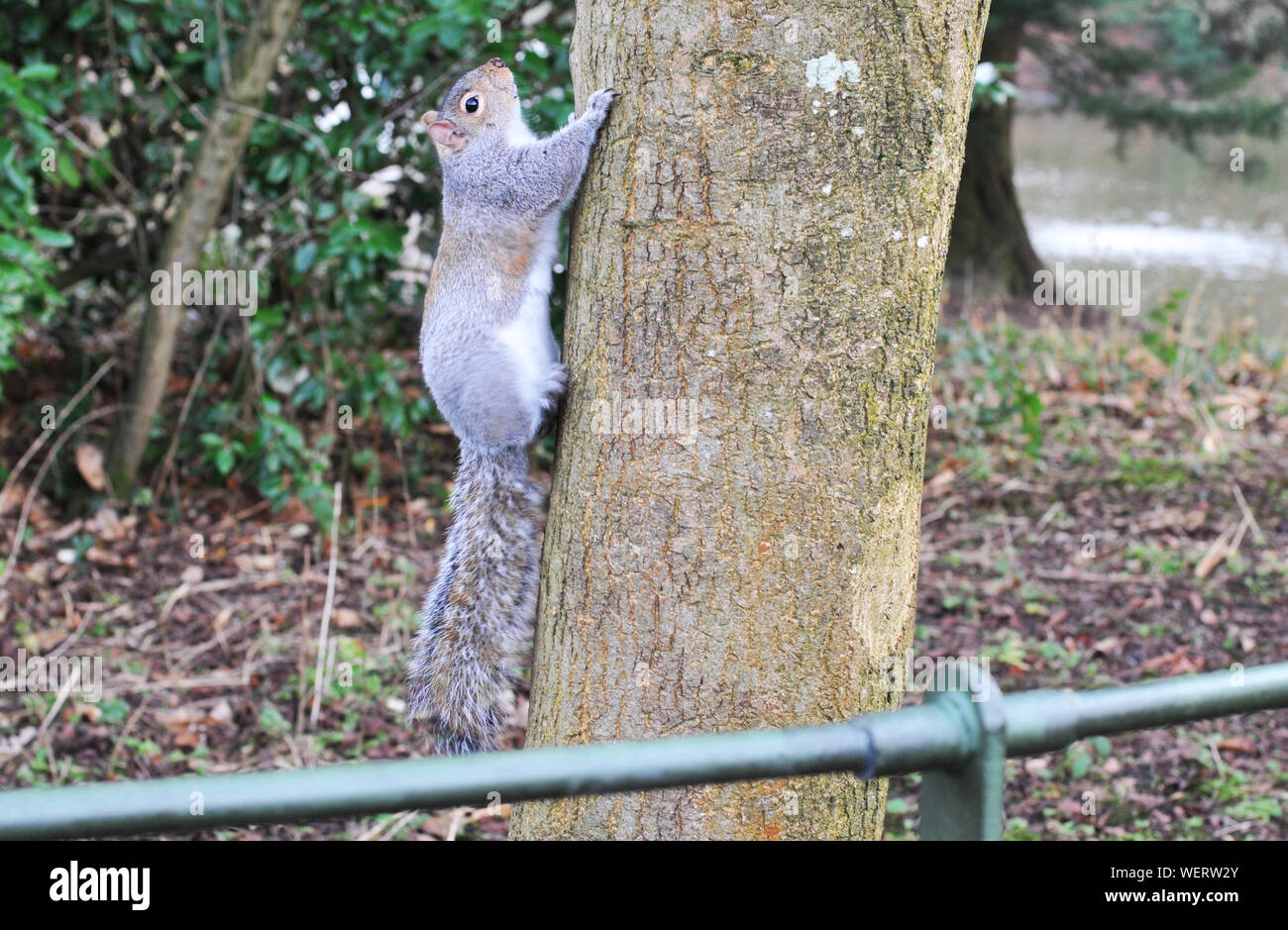 Fetter nager -Fotos und -Bildmaterial in hoher Auflösung – Alamy