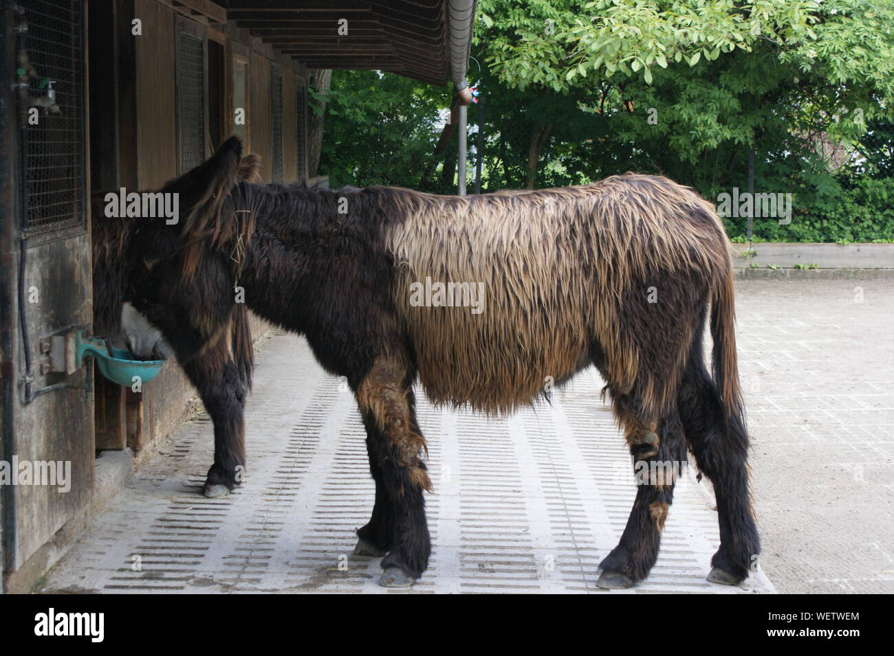Tag der maultiere -Fotos und -Bildmaterial in hoher Auflösung – Alamy