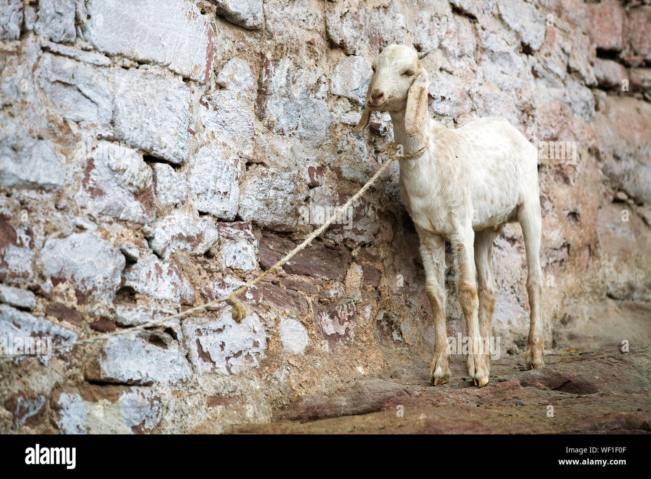 Ziege Stein Stockfotos und -bilder Kaufen - Alamy