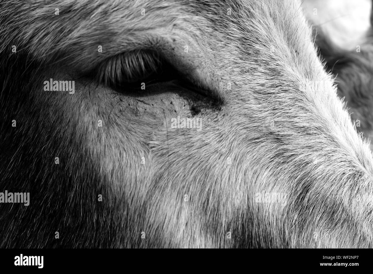 Bild esel -Fotos und -Bildmaterial in hoher Auflösung – Alamy