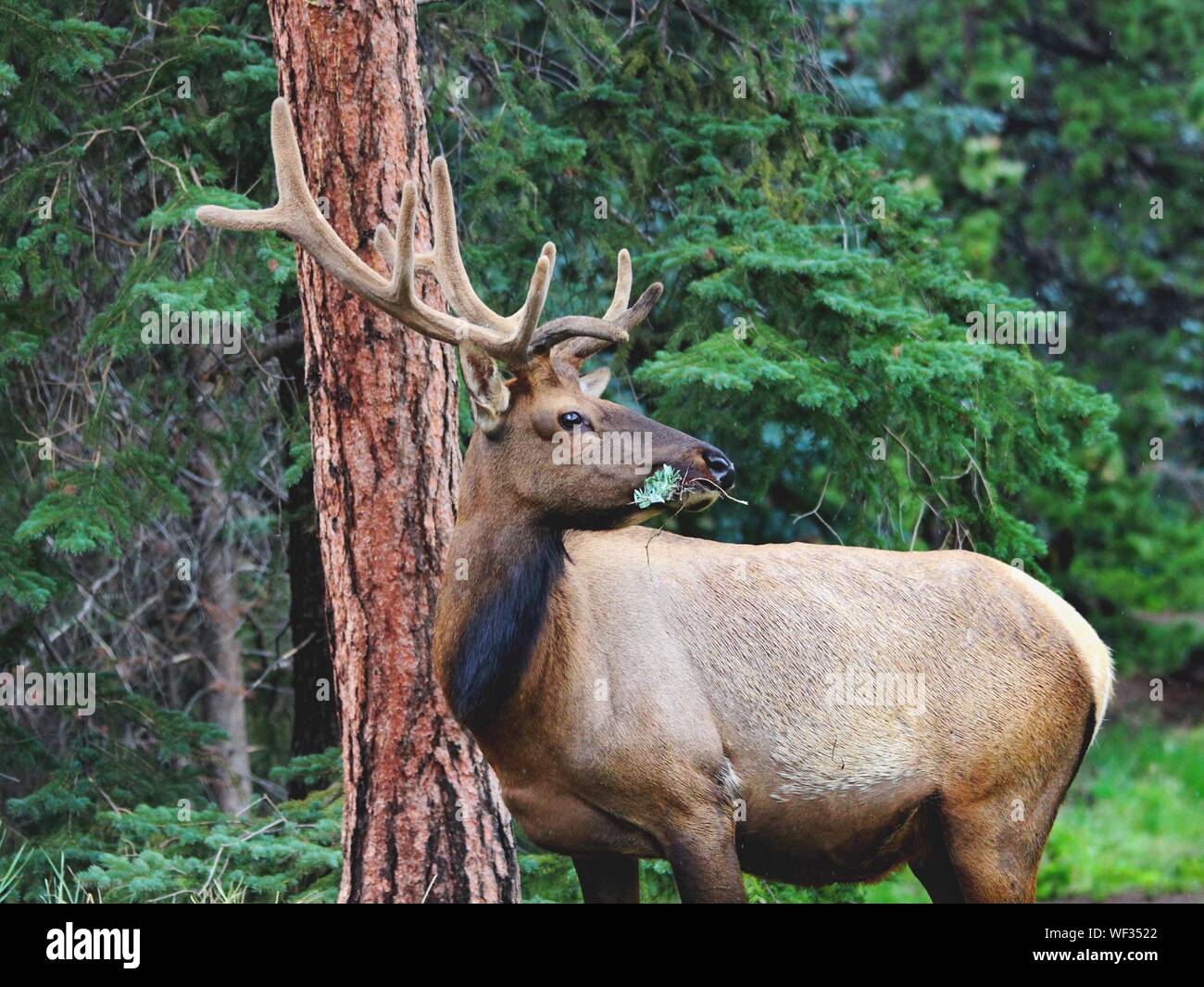 Rentier essen -Fotos und -Bildmaterial in hoher Auflösung – Alamy