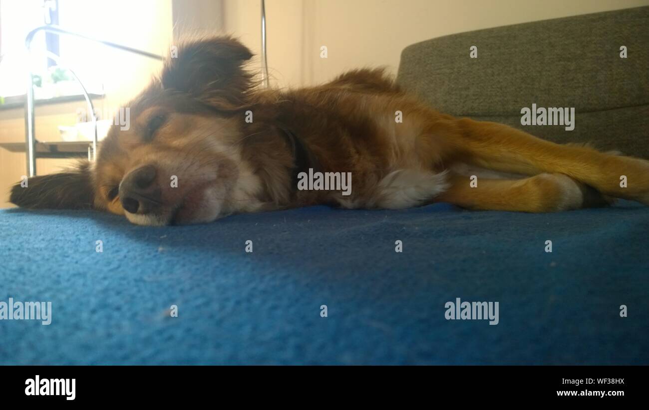 Fauler tag hund -Fotos und -Bildmaterial in hoher Auflösung – Alamy