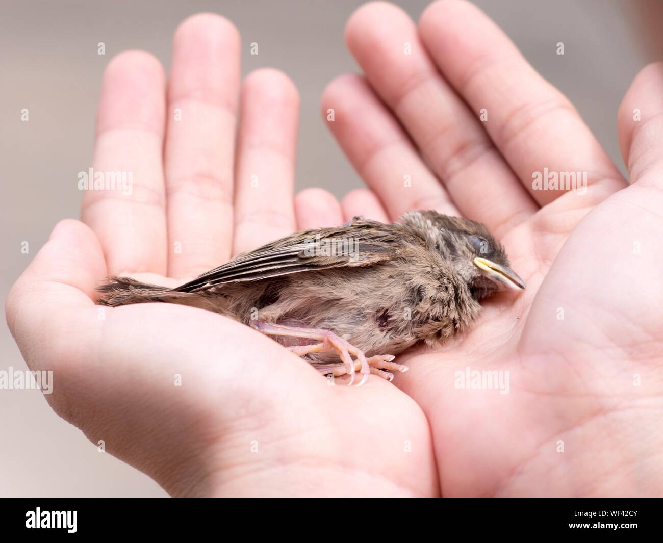 Toter spatz -Fotos und -Bildmaterial in hoher Auflösung – Alamy