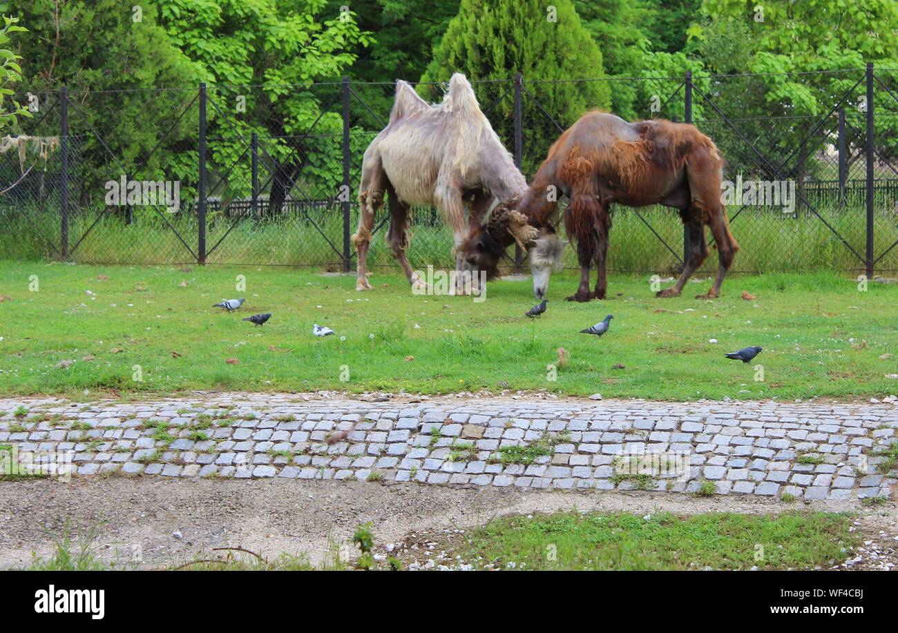 Kamel zunge -Fotos und -Bildmaterial in hoher Auflösung – Alamy